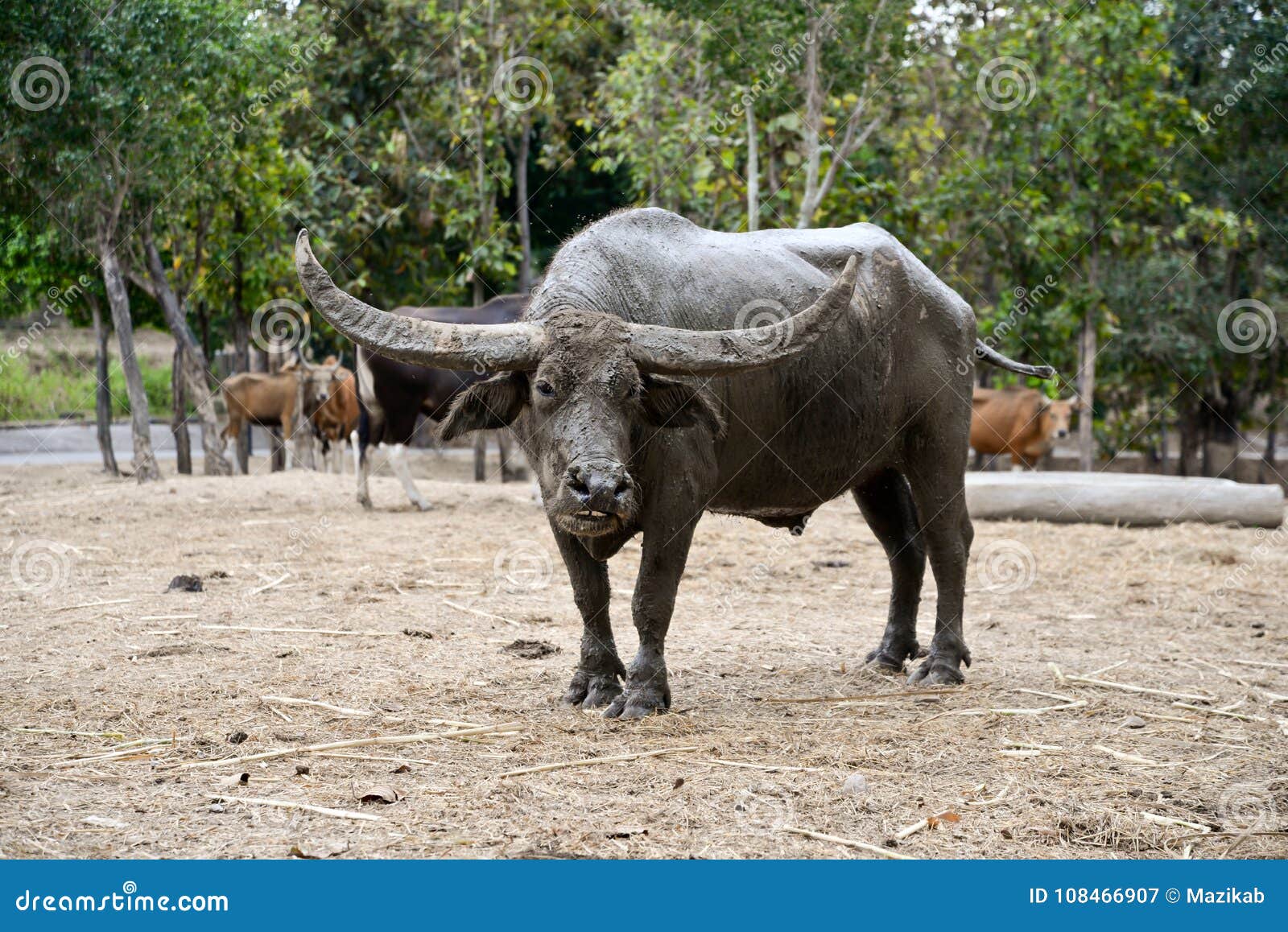 Buffallo stock image. Image of asia, mammal, creature - 108466907