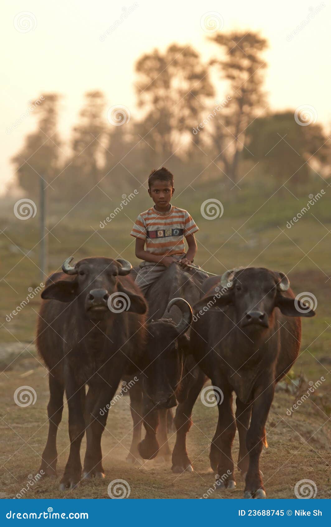 Buffallo rider editorial image. Image of tropical, worker - 23688745