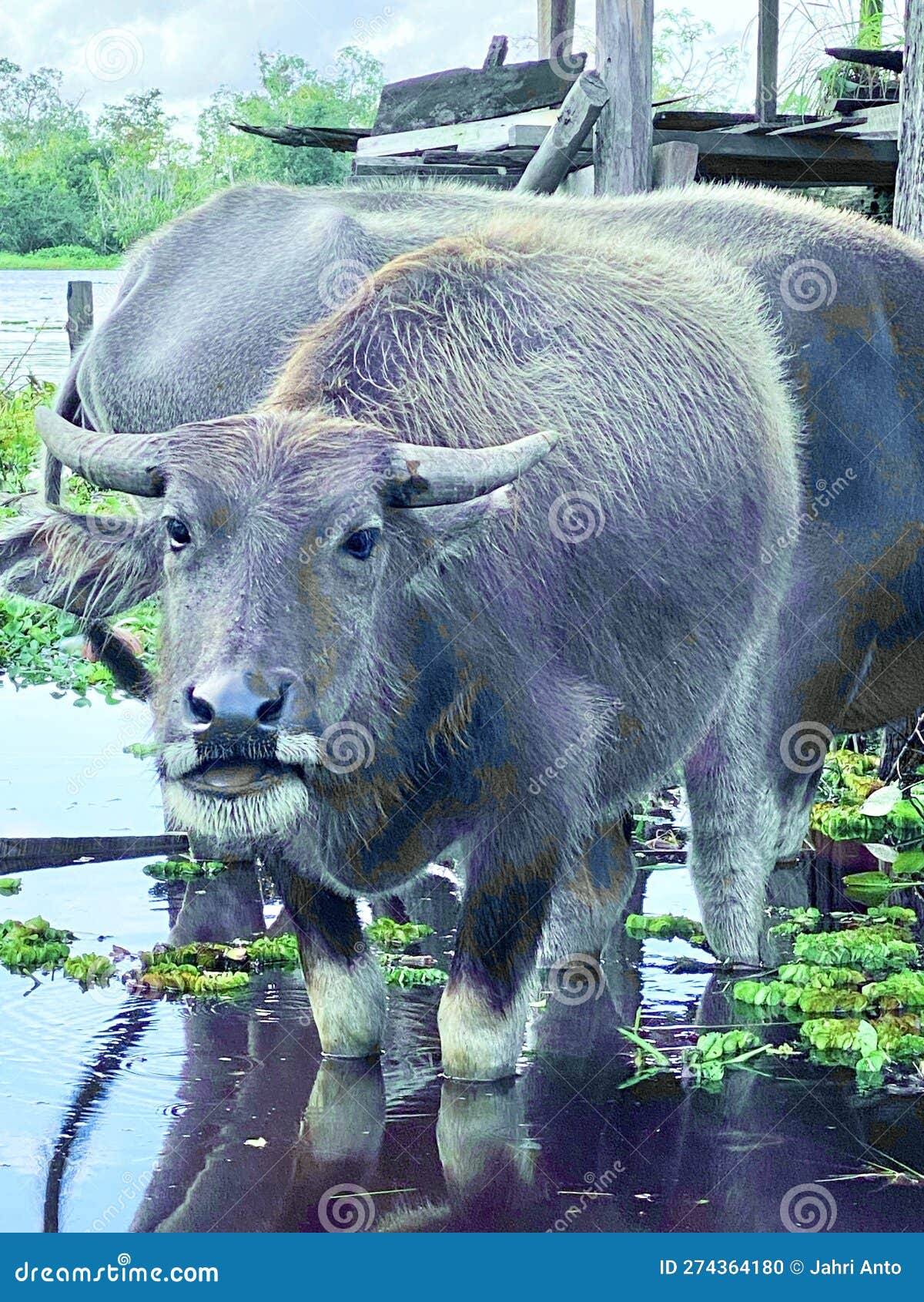 Buffallo stock photo. Image of rawa, live, river, buffallo - 274364180