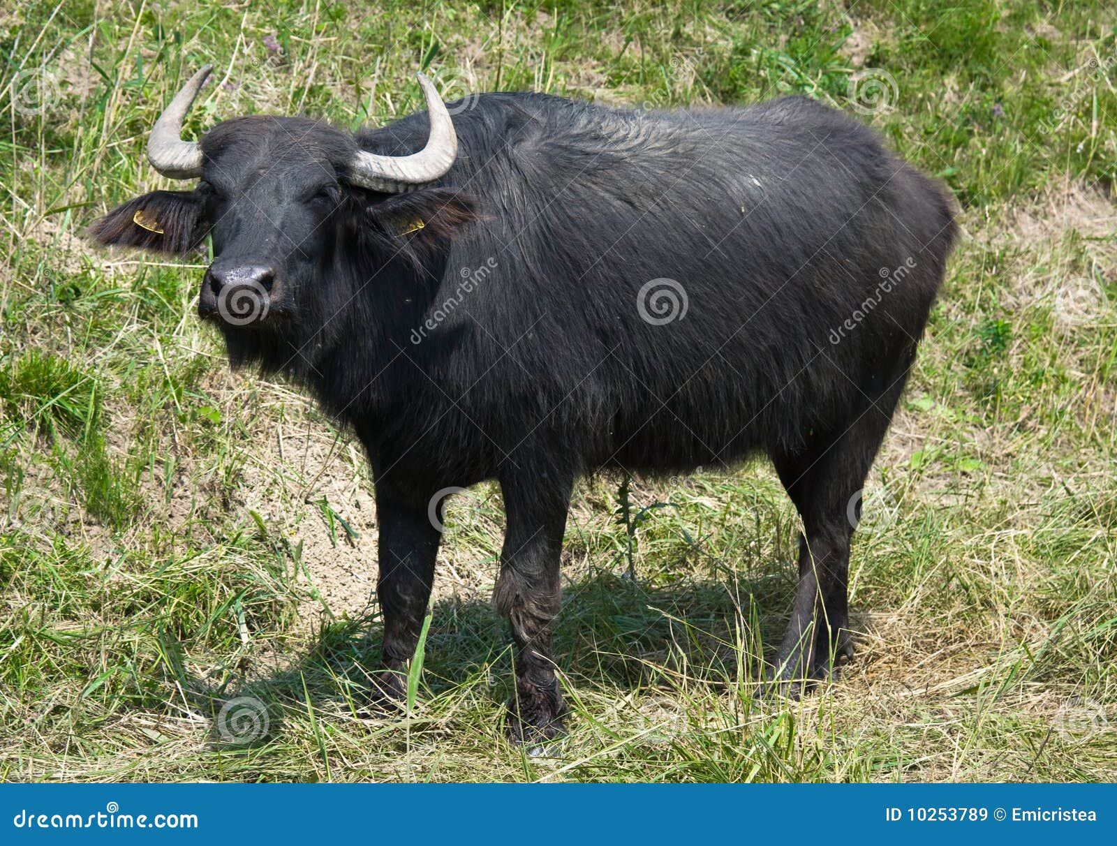 Buffalo immagine stock. Immagine di bestiami, corna, screziatura - 10253789