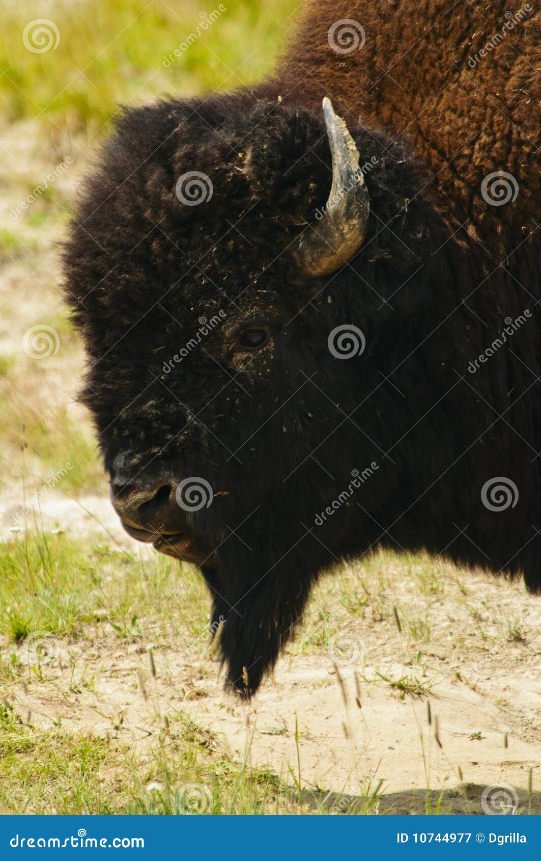 Buffalo stock image. Image of profile, national, strong - 10744977
