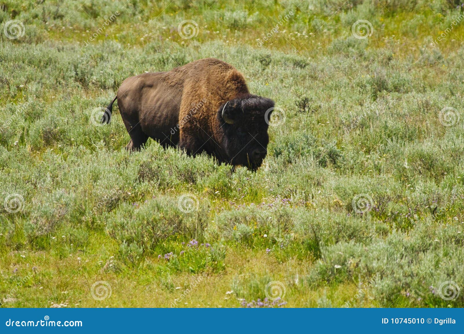 Buffalo stock photo. Image of nature, wild, beast, animal - 10745010