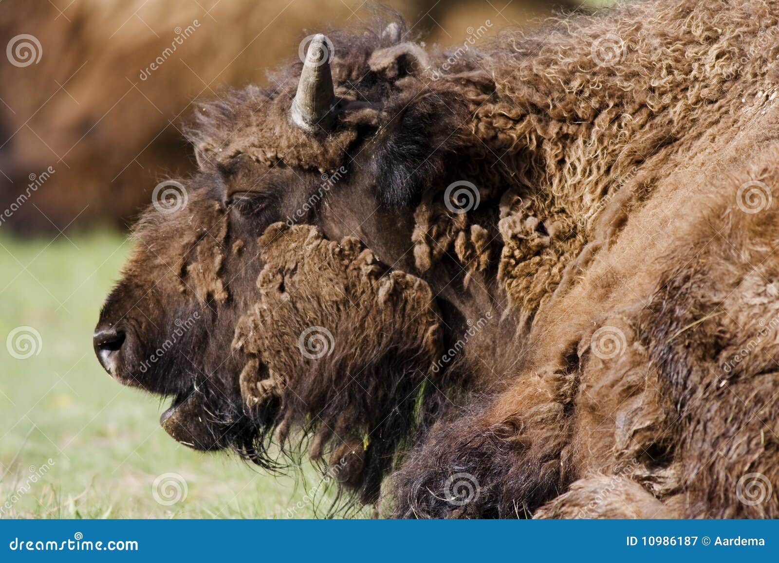 Buffalo stock image. Image of yellowstone, wildlife, mammal - 10986187