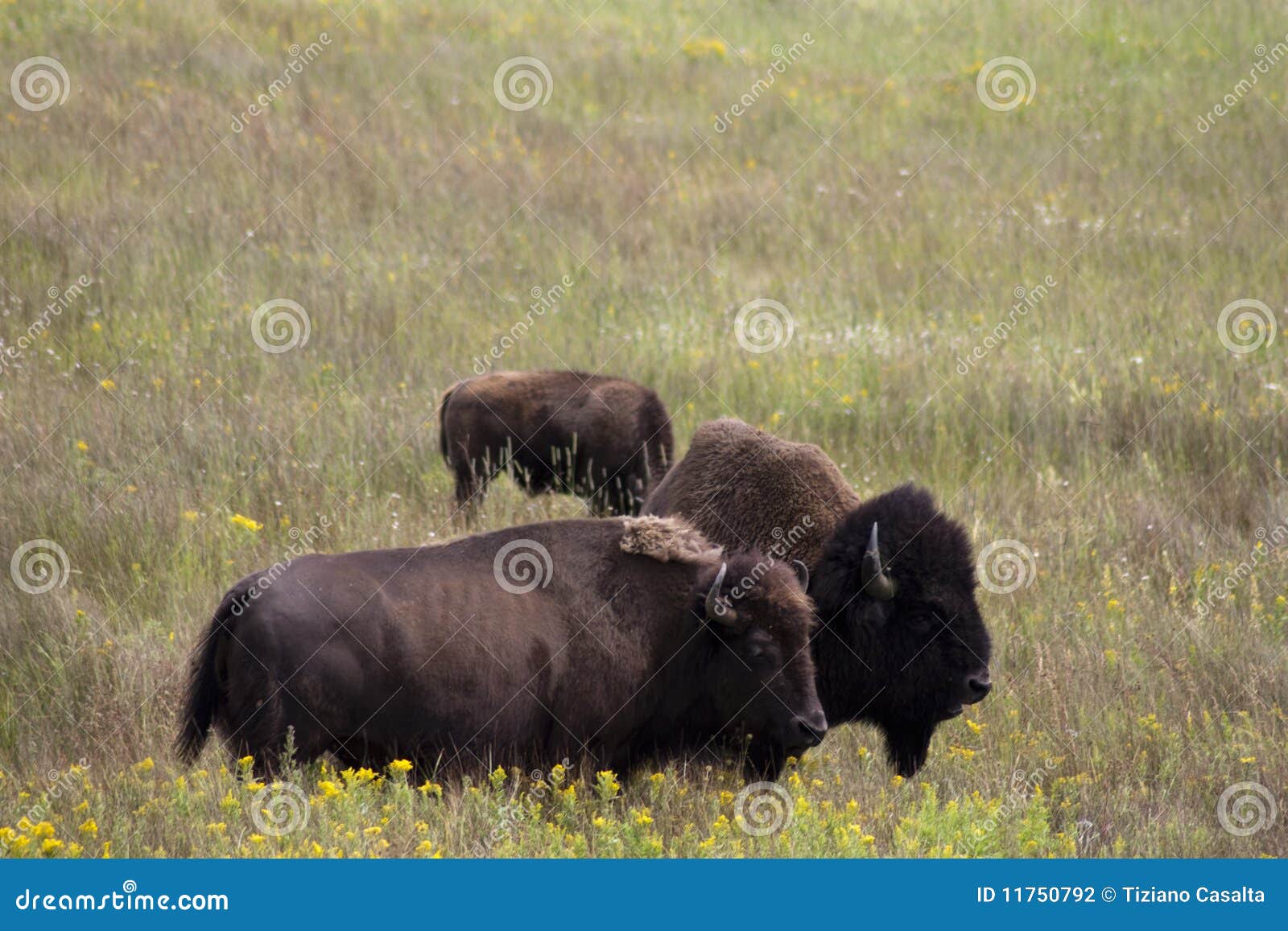 Buffalo stock photo. Image of huge, america, lake, geological - 11750792