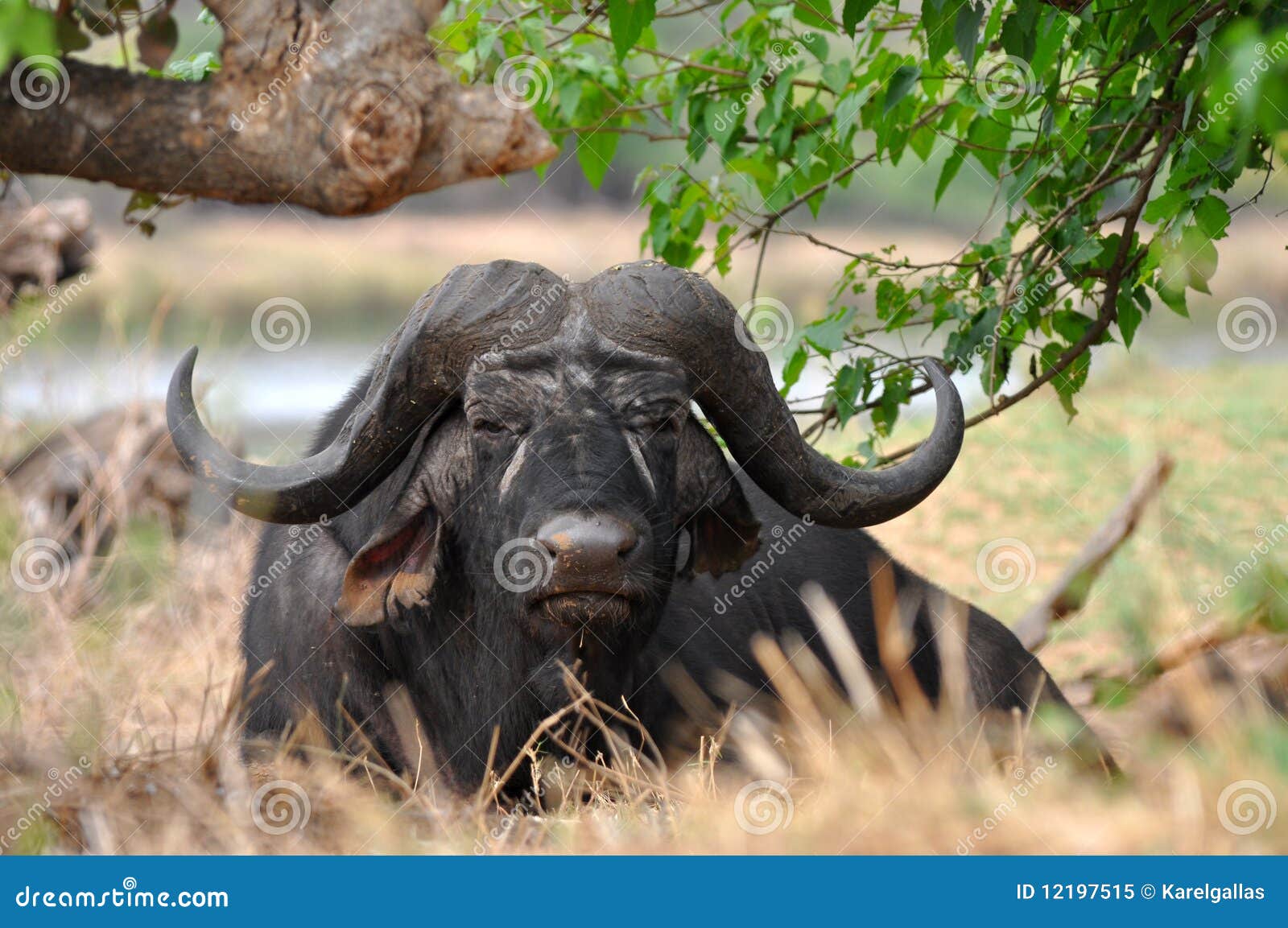 Buffalo stock image. Image of caffer, herbivore, beauty - 12197515