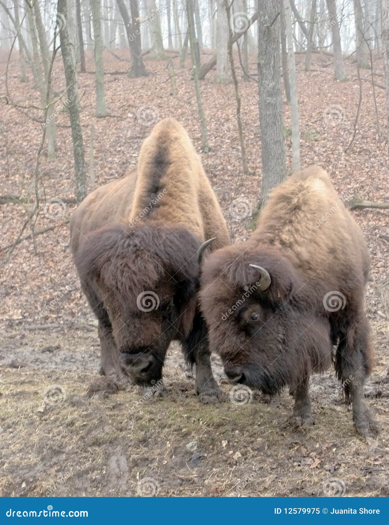 Buffalo stock image. Image of animals, buffalo, wildlife - 12579975