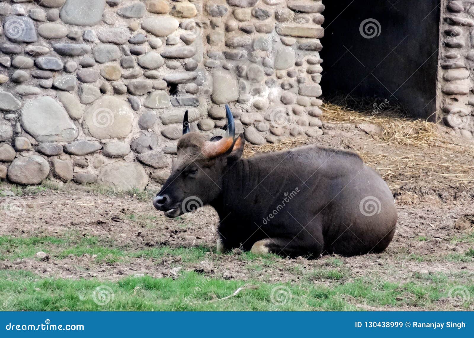 Buffalo Sitting Down Quietly Under Sun Stock Image - Image of wild ...