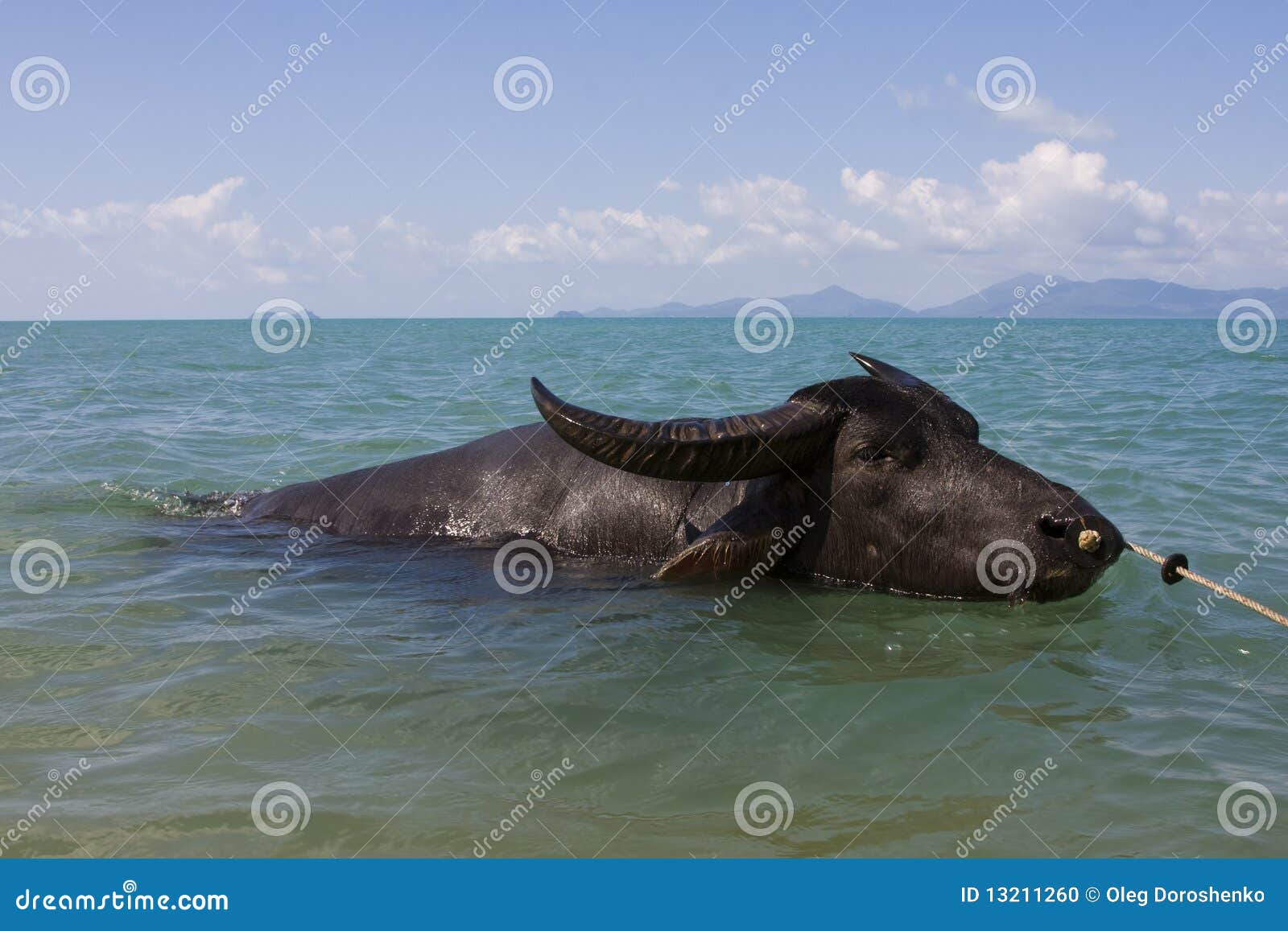 Buffalo stock photo. Image of island, tropic, wildlife - 13211260