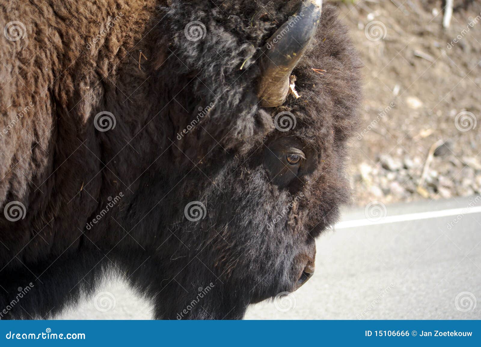 Buffalo stock photo. Image of animal, horn, bison, head - 15106666