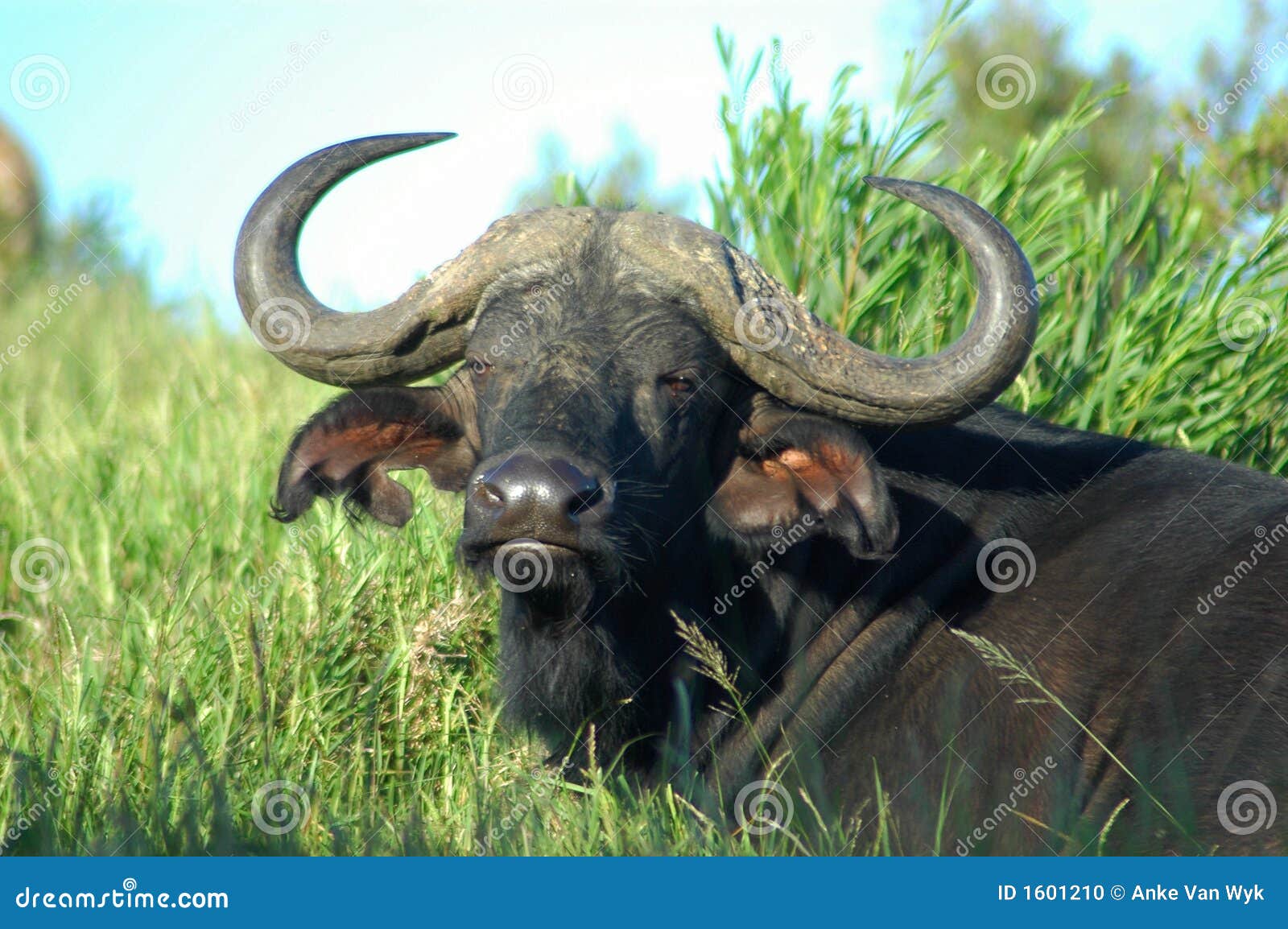 Buffalo stock photo. Image of black, buffaloes, face, buffalo - 1601210