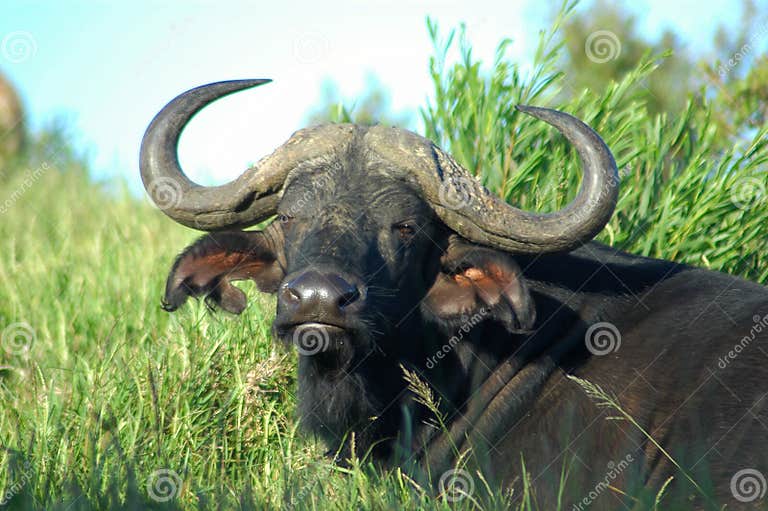 Buffalo stock photo. Image of black, buffaloes, face, buffalo - 1601210