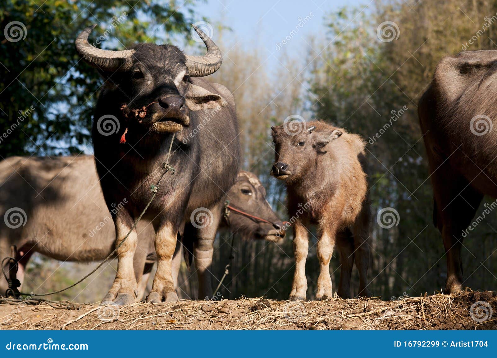 Buffalo stock image. Image of animal, farm, field, cattle - 16792299