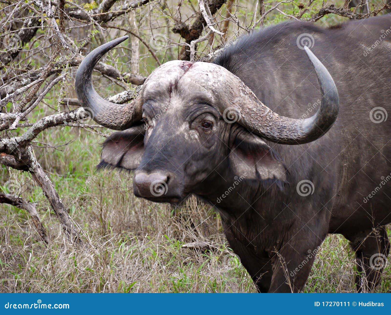 Buffalo stock image. Image of kruger, wilderness, wild - 17270111