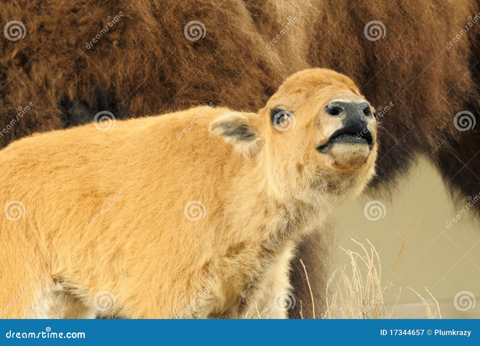 Buffalo stock image. Image of baby, fake, bull, natural - 17344657