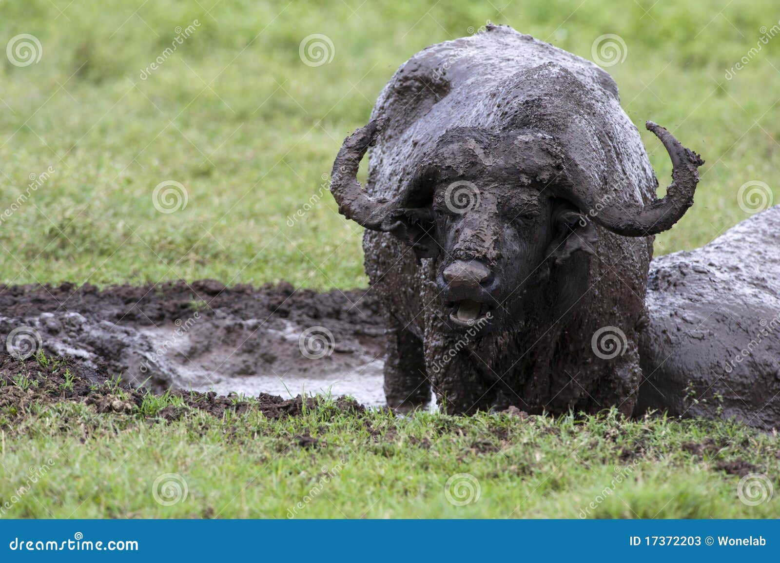 Buffalo stock image. Image of isolated, alone, face, national - 17372203