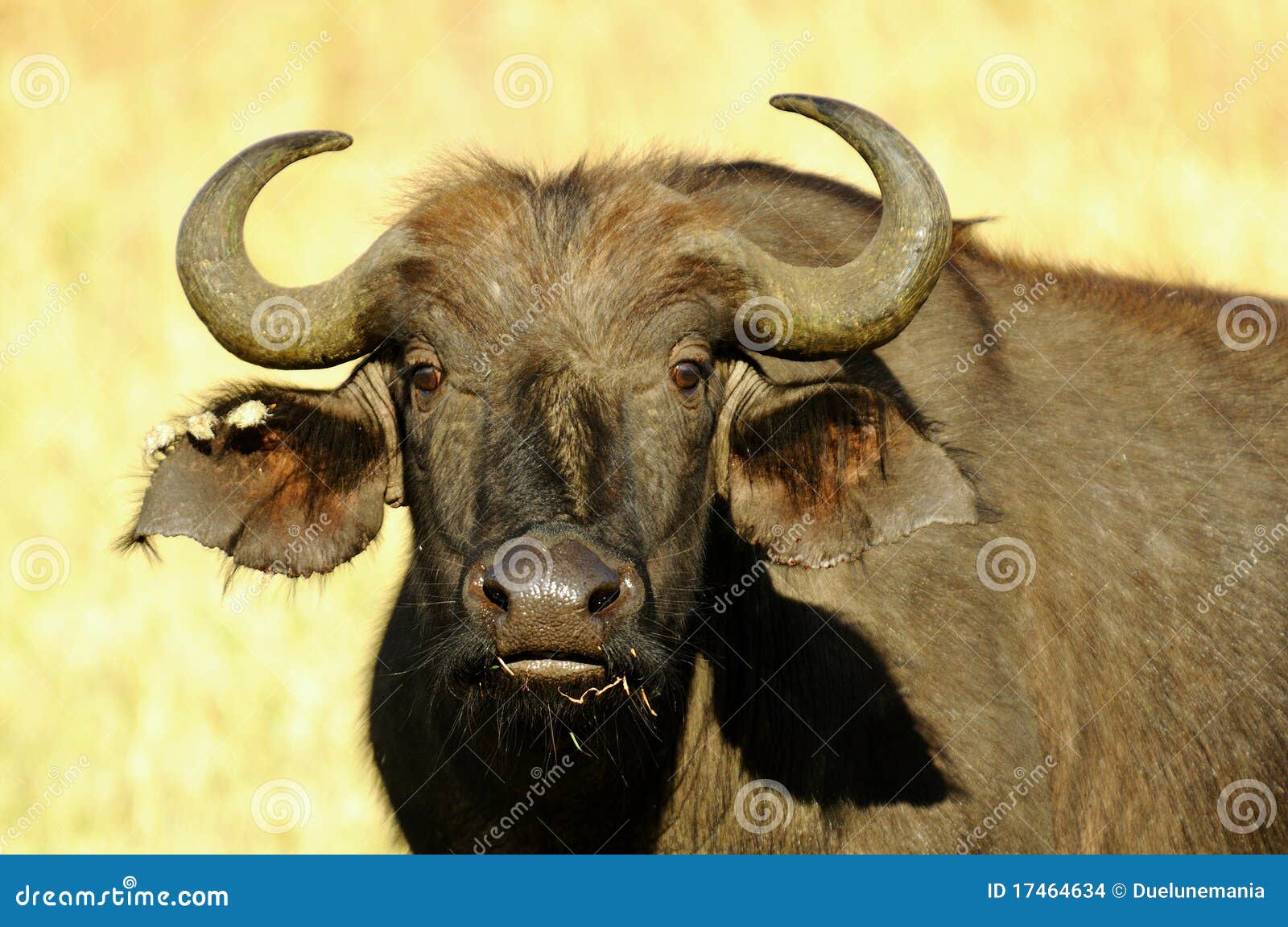 Buffalo stock photo. Image of mature, brown, ruminant - 17464634