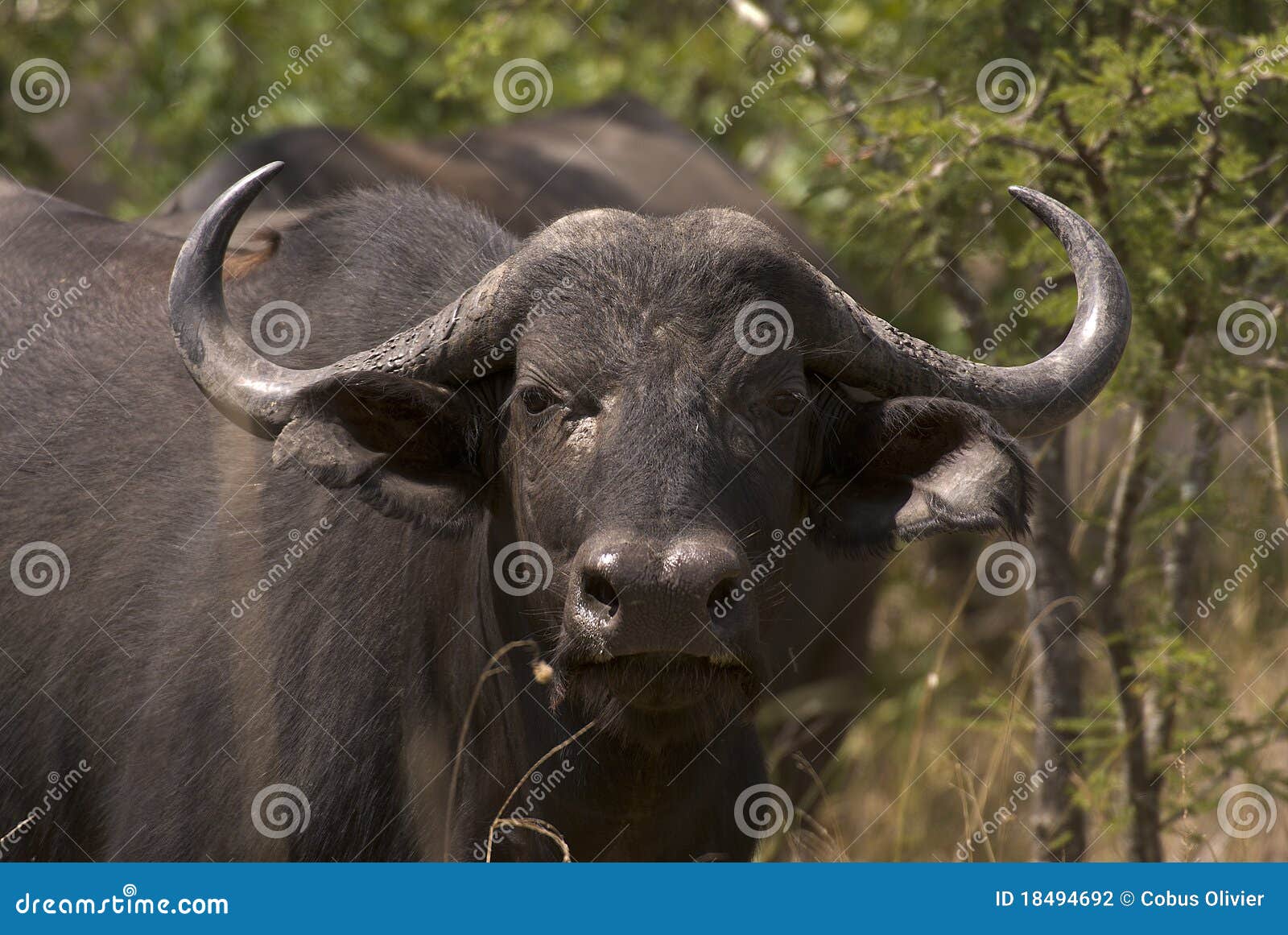 Buffalo stock photo. Image of green, environment, buffalo - 18494692