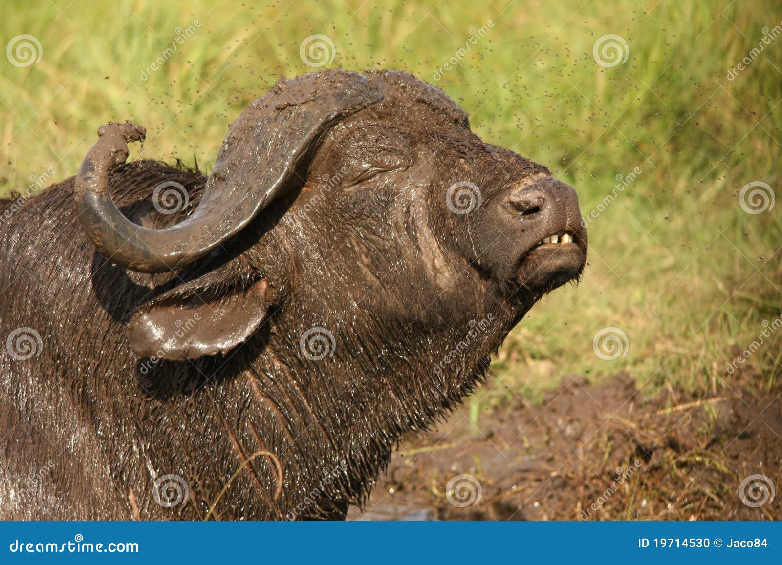 Buffalo stock photo. Image of dangerous, safari, black - 19714530