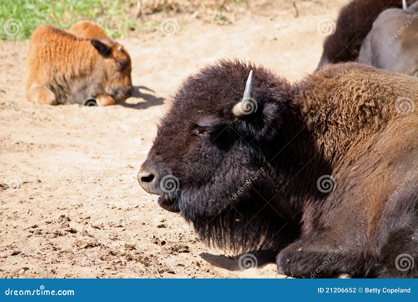 Buffalo stock photo. Image of brown, mammal, power, beast - 21206652
