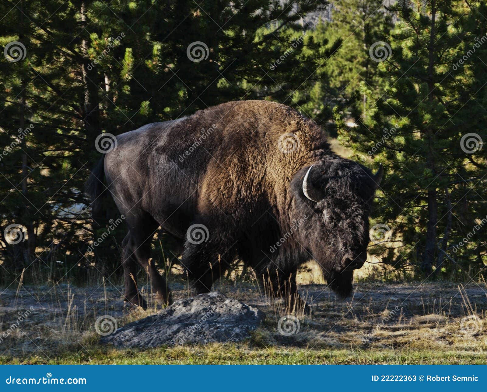 Buffalo stock image. Image of range, wildlife, animal - 22222363