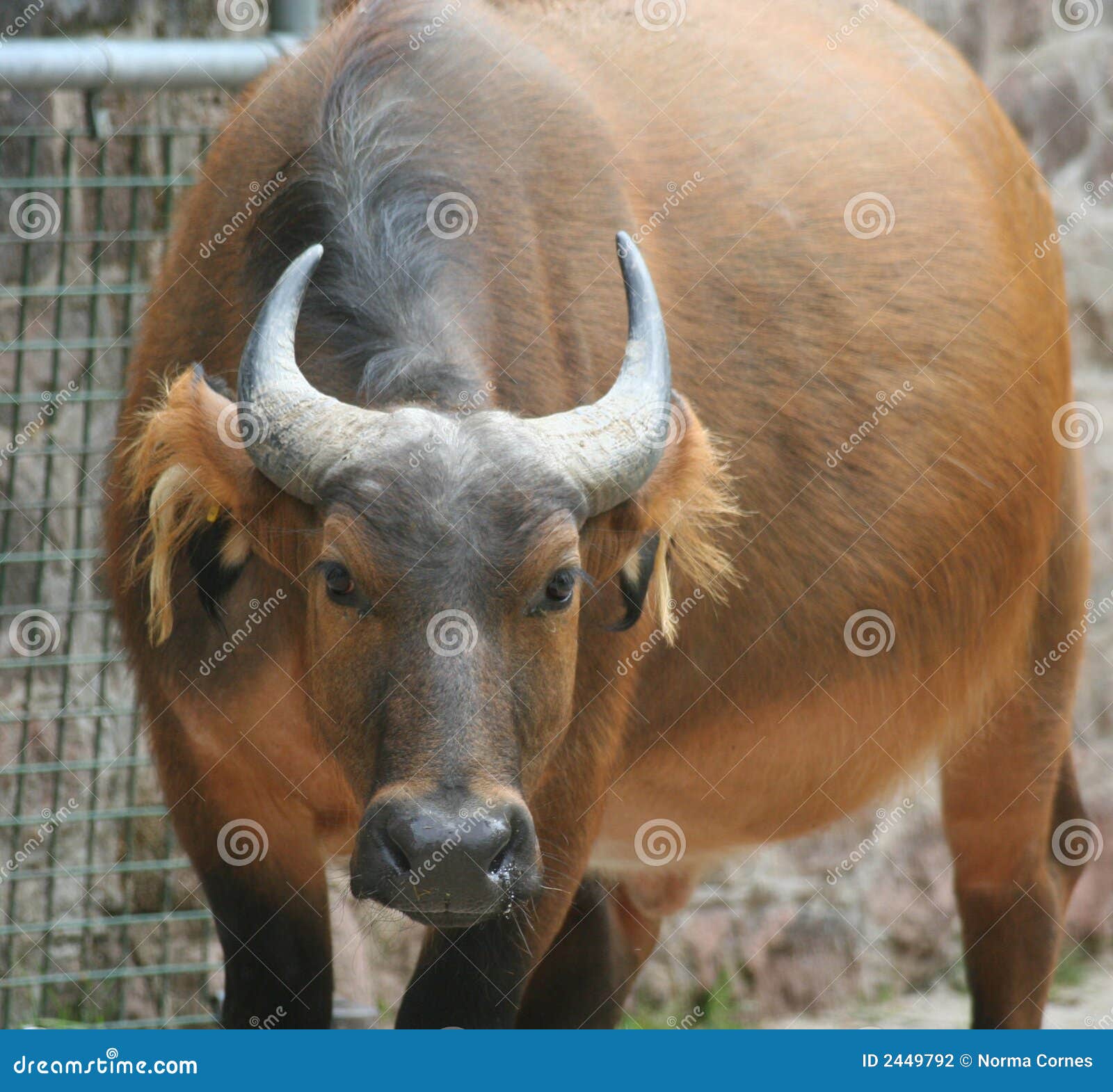 Buffalo stock photo. Image of charge, danger, horns, cattle - 2449792