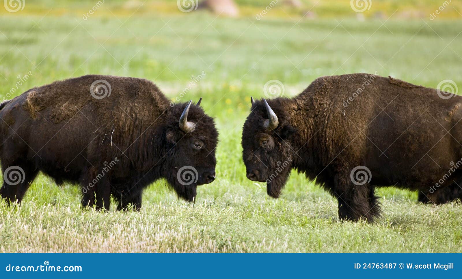 Buffalo stock image. Image of hair, america, horned, brown - 24763487