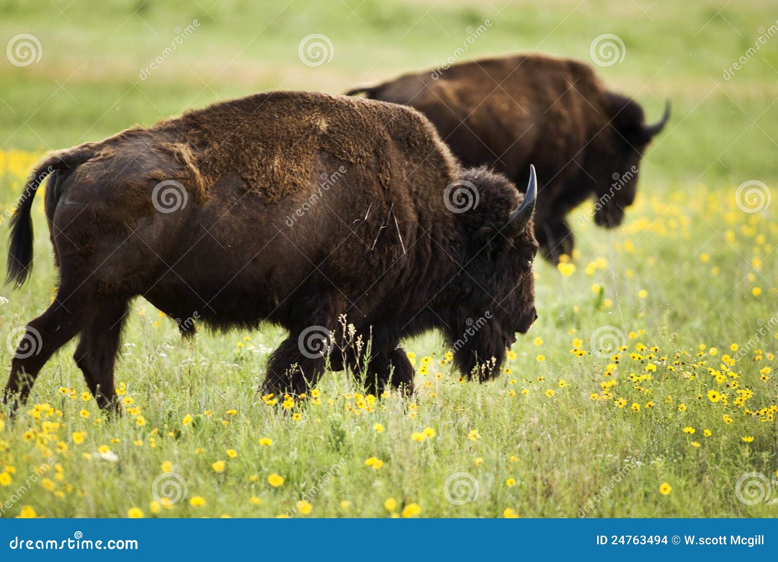 Buffalo stock photo. Image of cattle, hunt, field, hair - 24763494