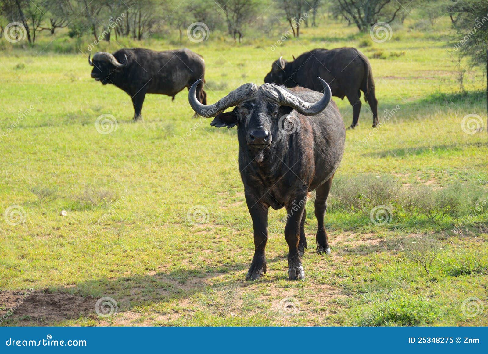 Buffalo stock image. Image of eastern, outdoor, brown - 25348275