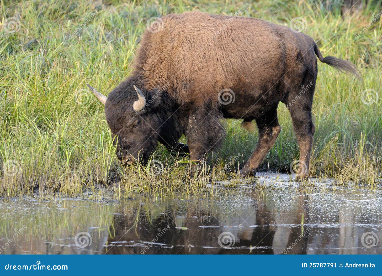 Buffalo stock image. Image of lamar, park, animal, swim - 25787791