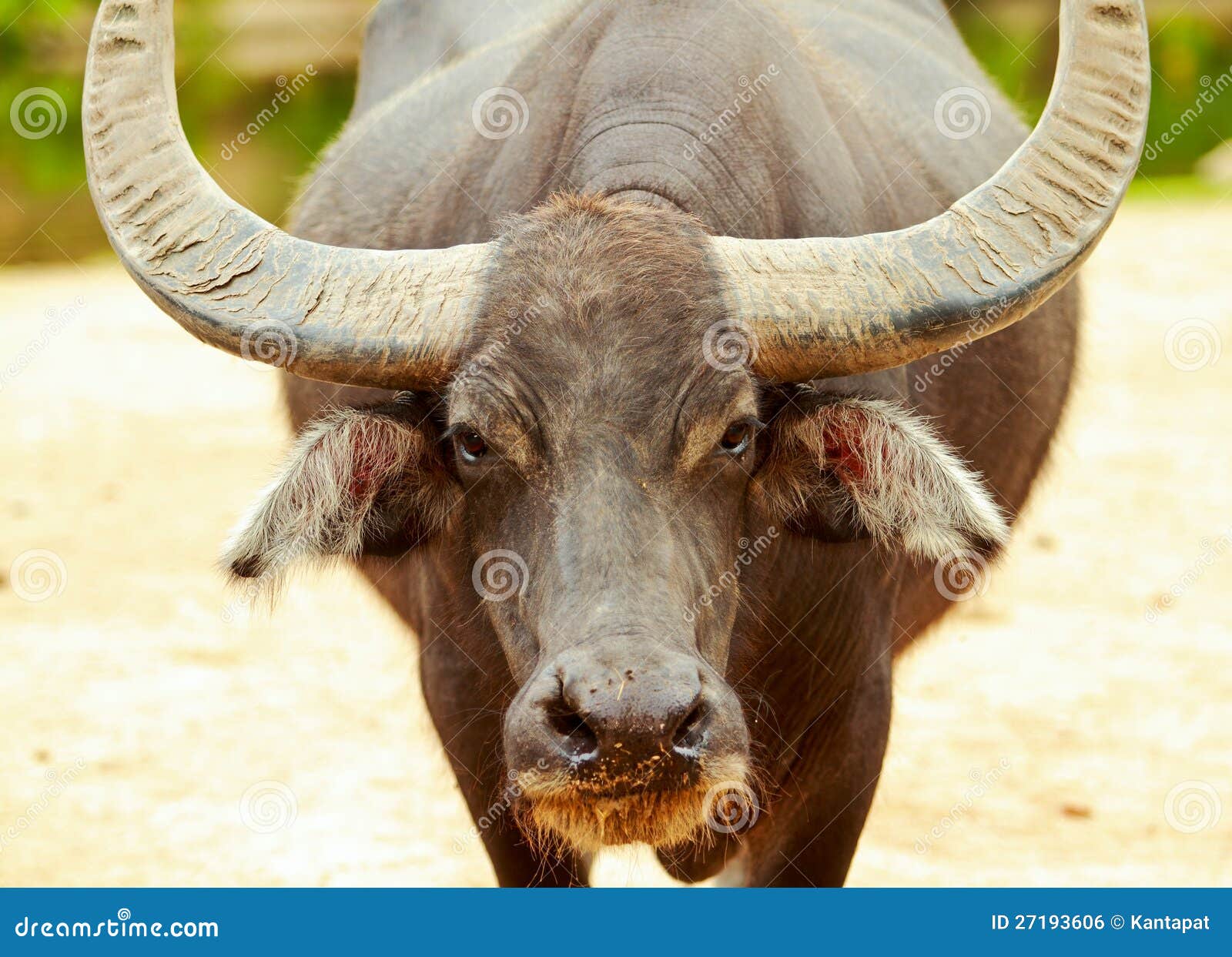 Buffalo stock photo. Image of farm, industrial, large - 27193606