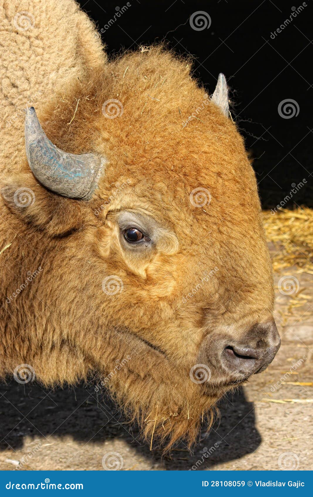 Buffalo stock image. Image of strong, native, hunting - 28108059