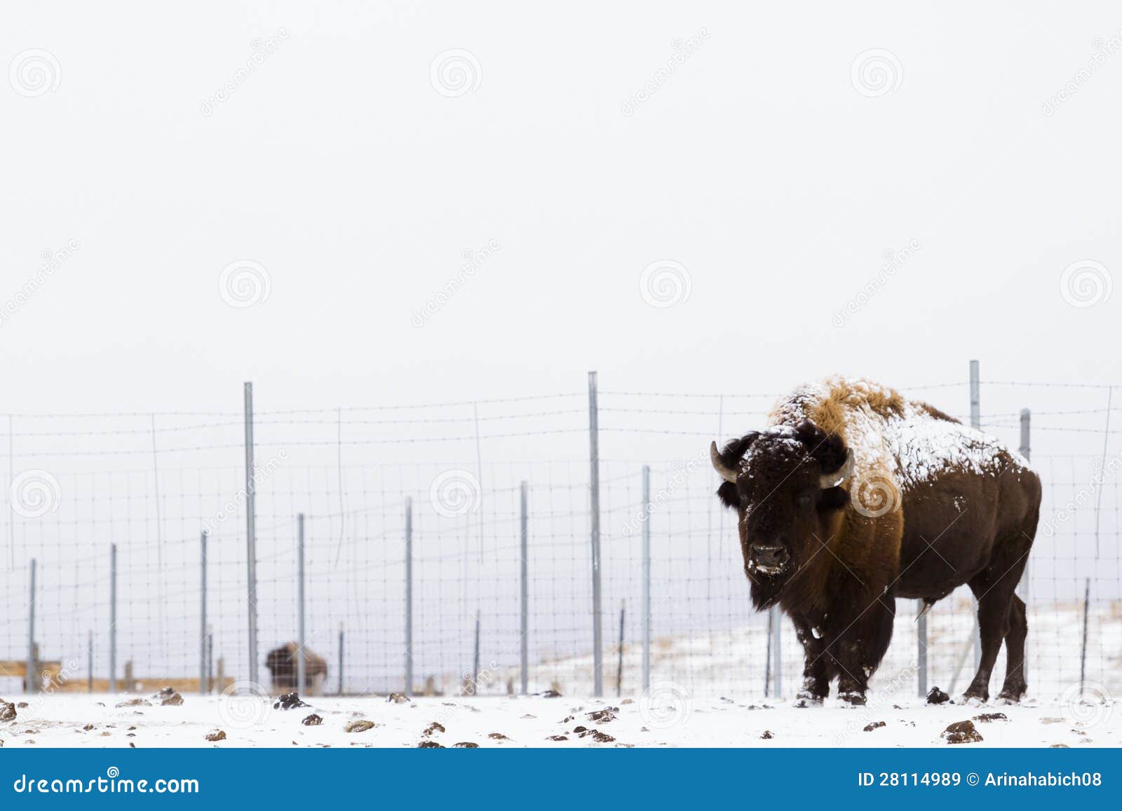 Bison Brick Stock Photos - Free & Royalty-Free Stock Photos from Dreamstime