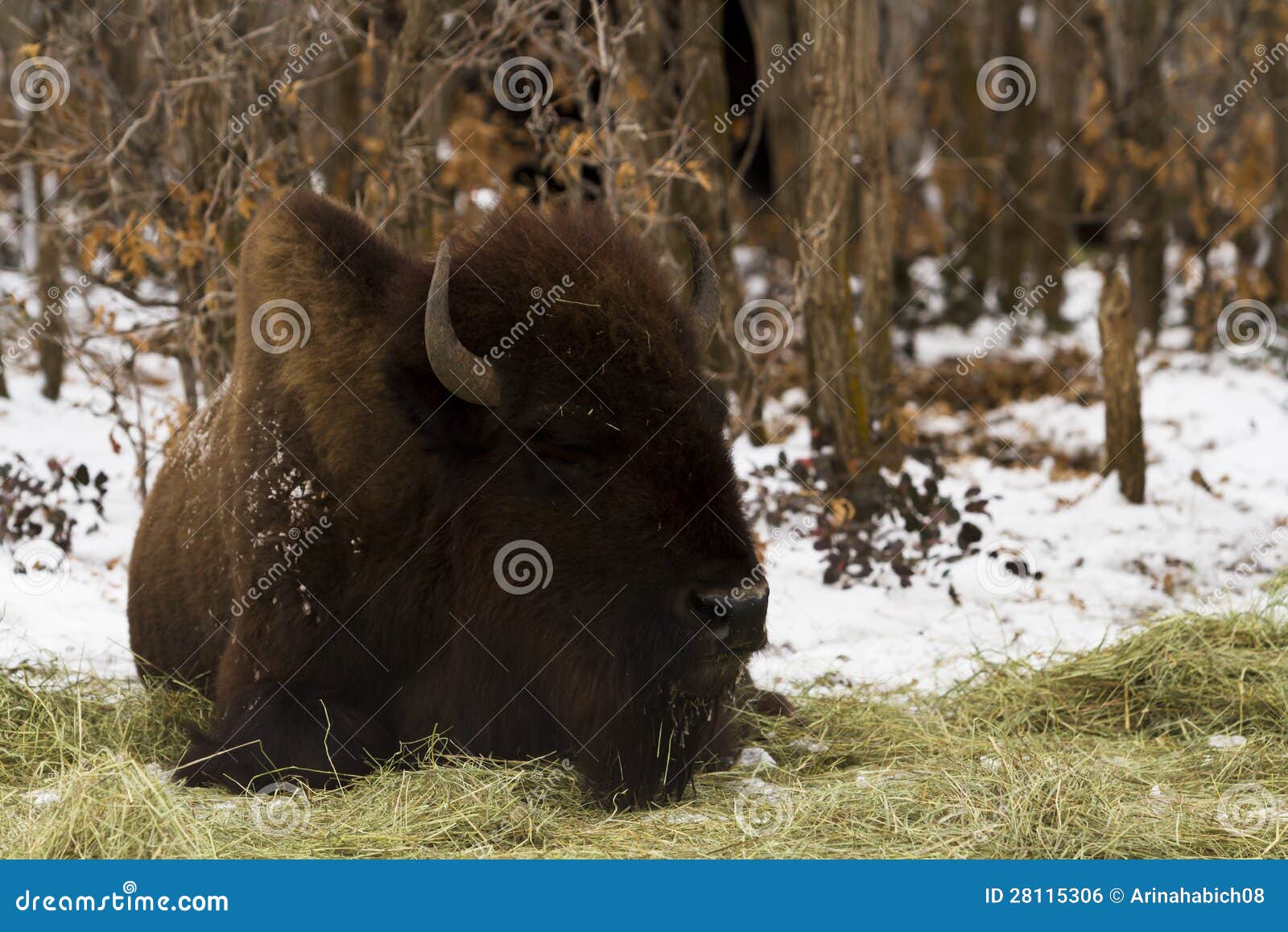 Buffalo stock photo. Image of female, brown, animal, snow - 28115306