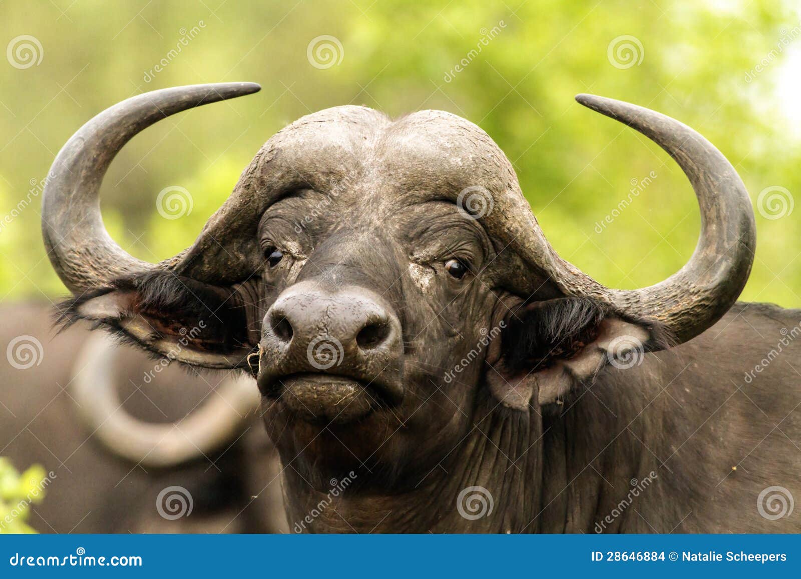 Buffalo stock photo. Image of buffalo, danger, horned - 28646884