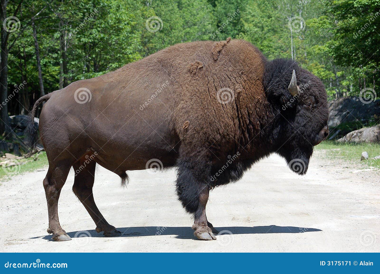 Buffalo stock image. Image of american, rural, wild, farm - 3175171