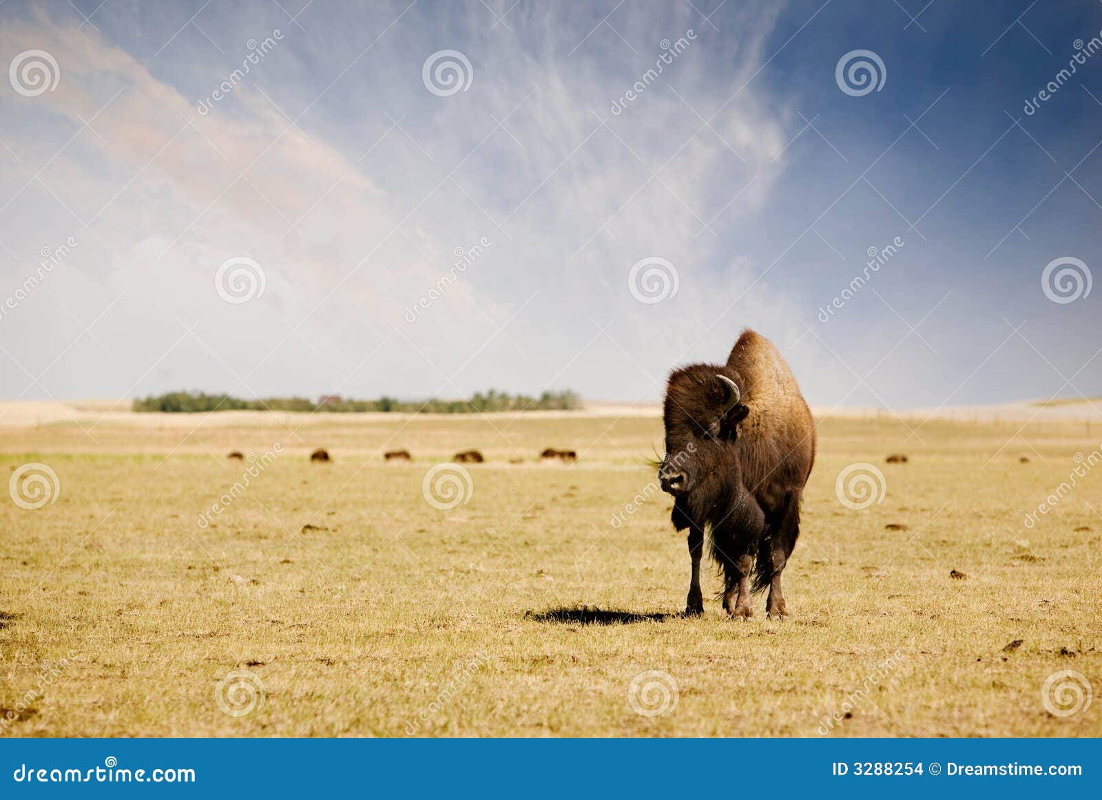 Buffalo stock photo. Image of landscape, buffalo, american - 3288254