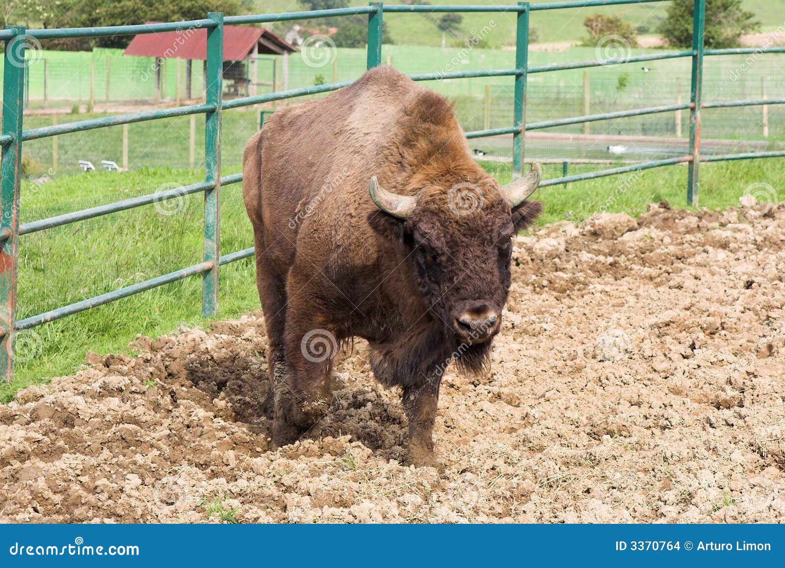 Buffalo stock photo. Image of park, european, horns, animal - 3370764