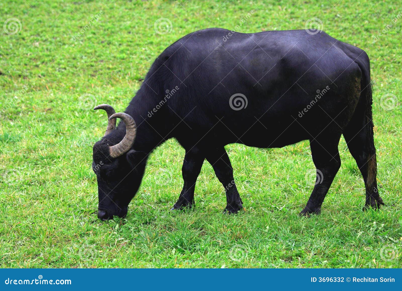 Buffalo stock photo. Image of black, horns, farm, behaviour - 3696332