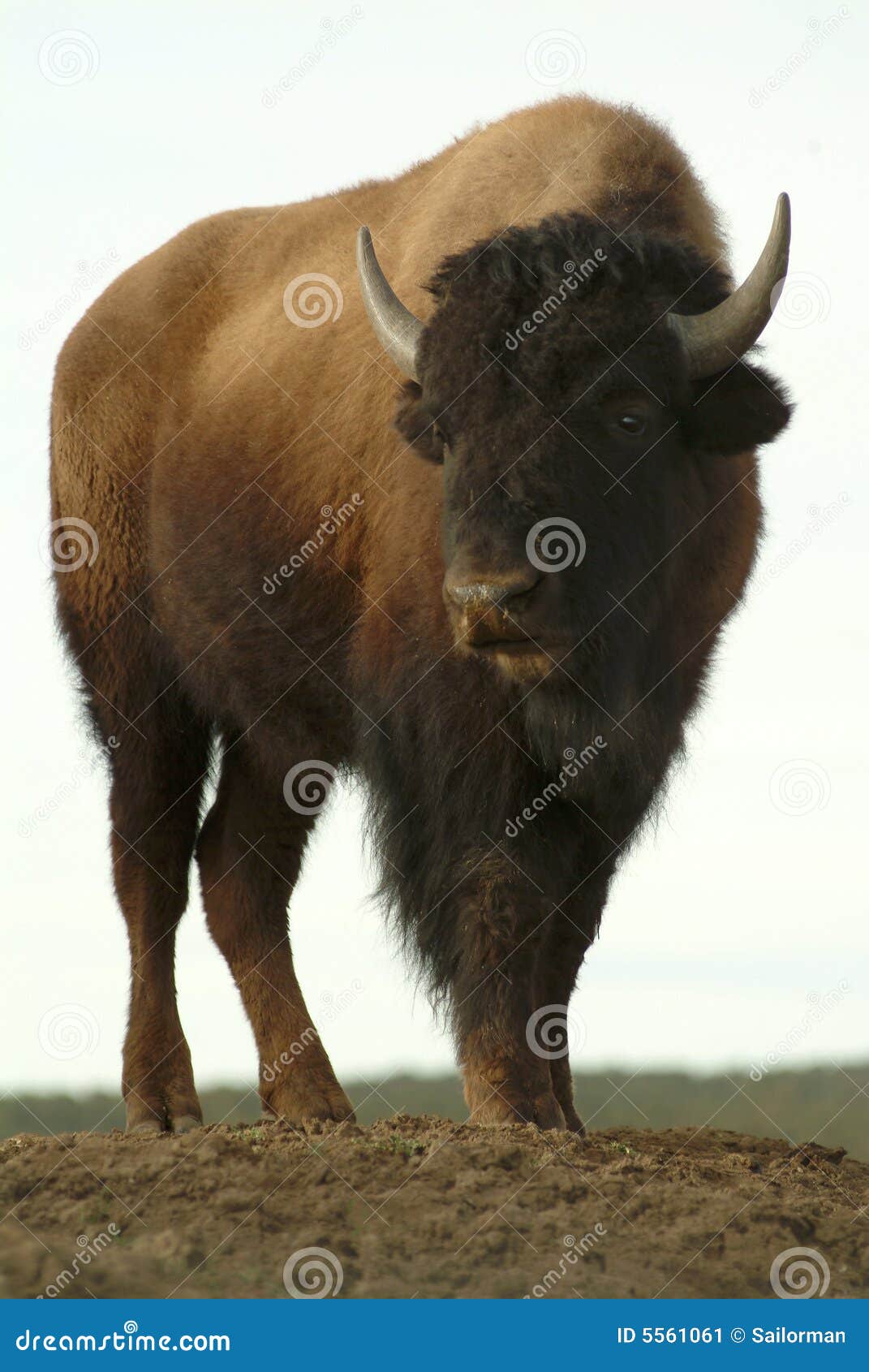 Buffalo stock image. Image of west, hooves, american, wild - 5561061