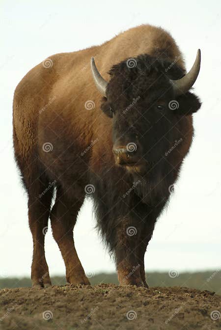 Buffalo stock image. Image of west, hooves, american, wild - 5561061