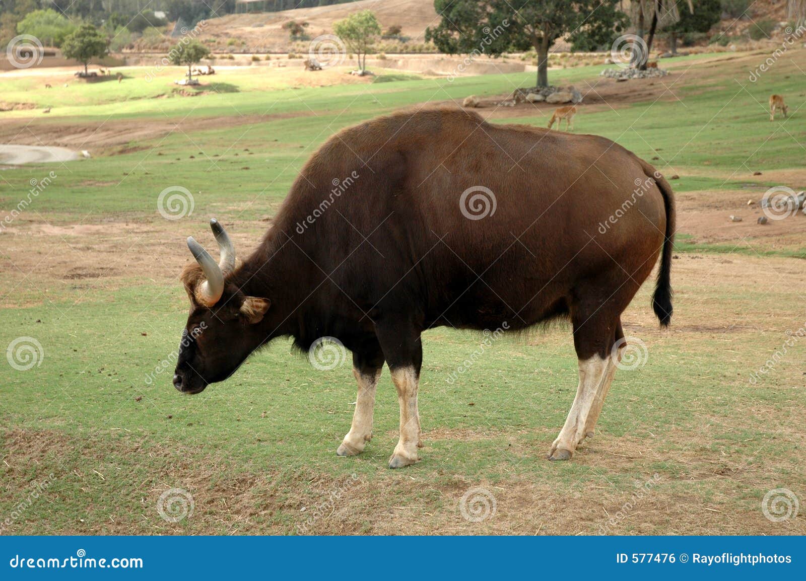 Buffalo stock photo. Image of horns, buffalo, grass, nature - 577476