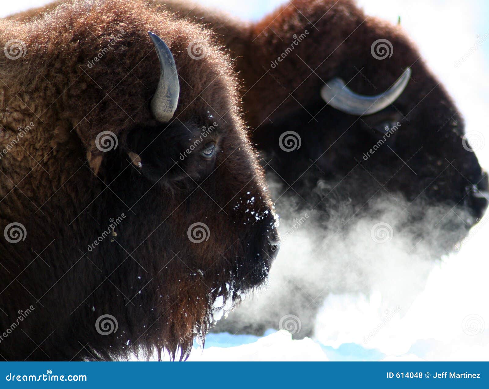 Buffalo stock photo. Image of cold, horns, wild, outdoorsbig - 614048