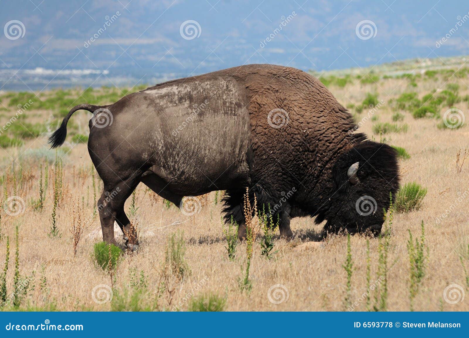 Buffalo stock photo. Image of grass, spring, animal, outside - 6593778