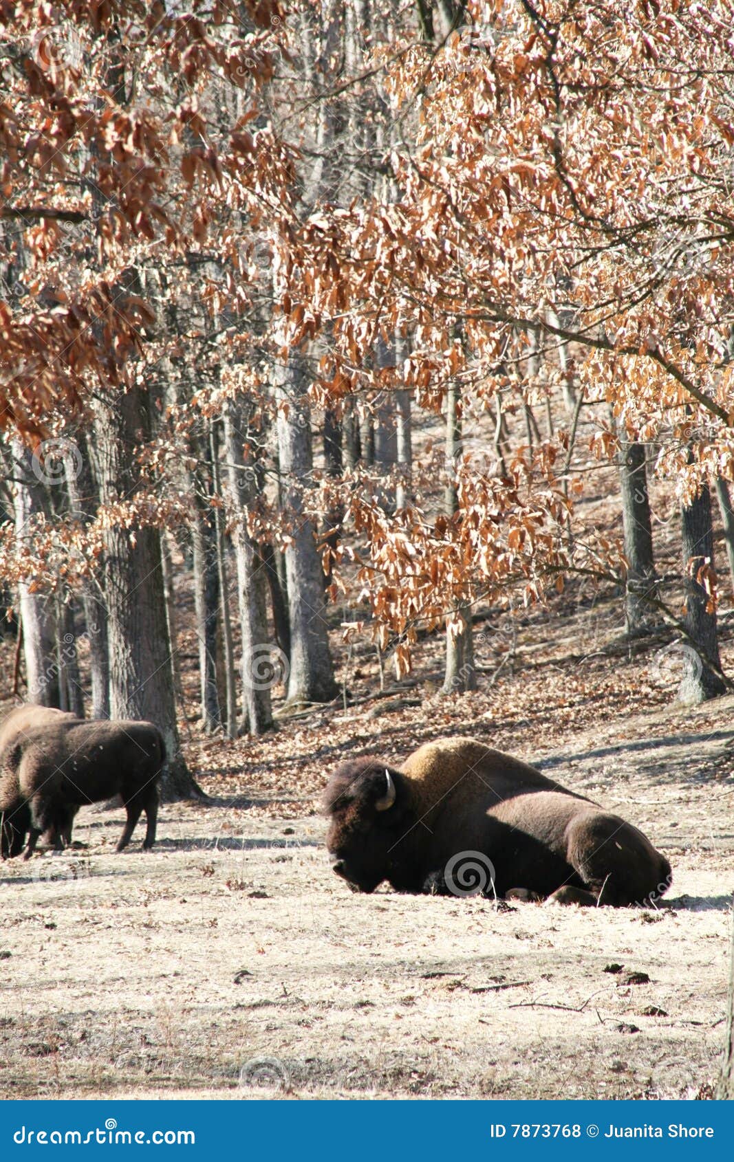 Buffalo stock photo. Image of woods, bison, trees, horns - 7873768