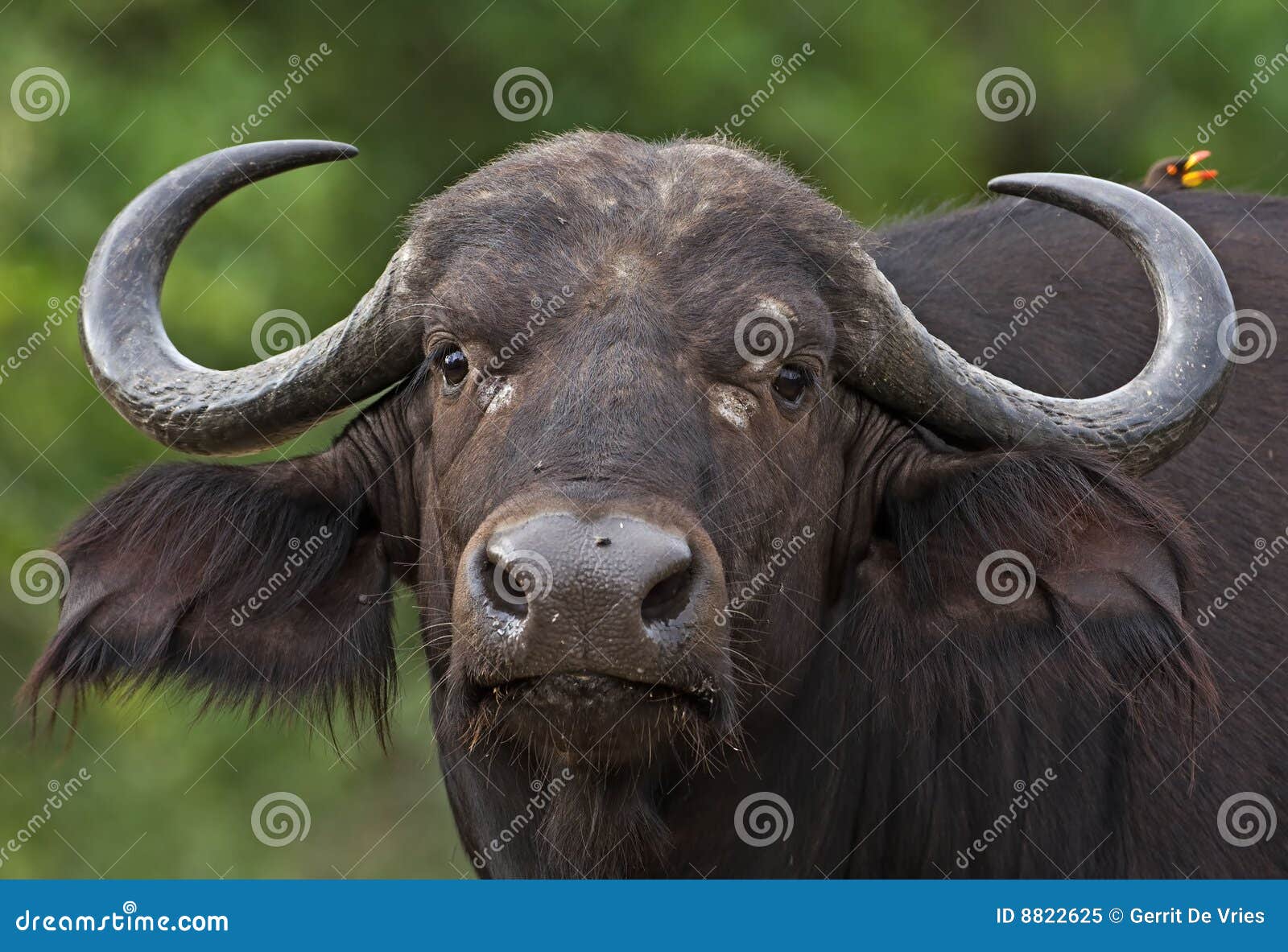 Buffalo stock image. Image of syncerus, wildlife, flora - 8822625