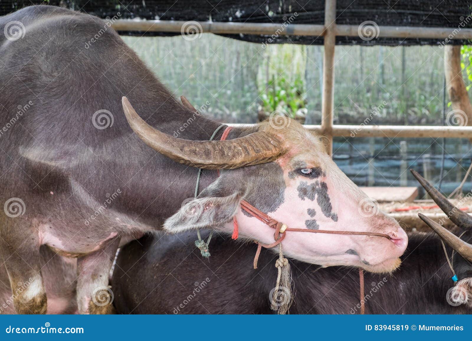 Buffalo Abnormal White Eyes Pink Body Stock Image - Image of asia ...