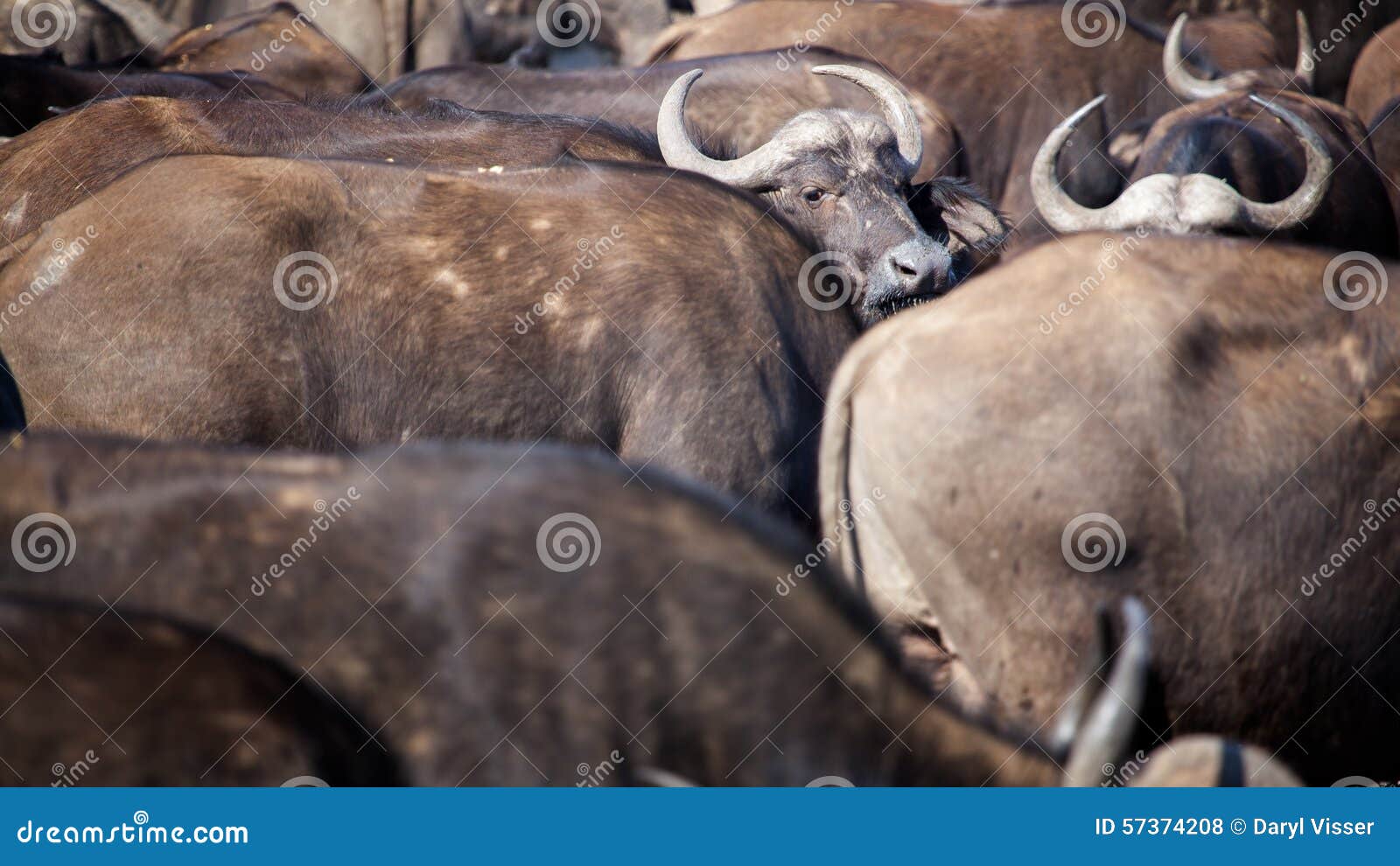 Buffalo Africa Migration Herd Animals Stock Photo - Image of drinking ...