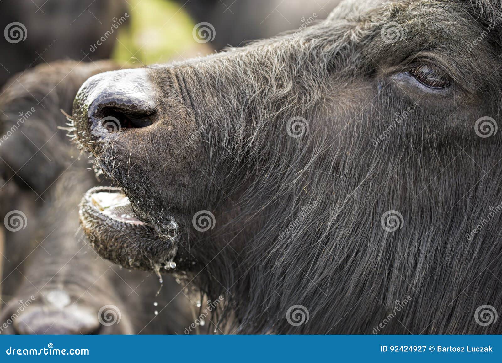 Buffalo animal on the farm stock image. Image of horn - 92424927