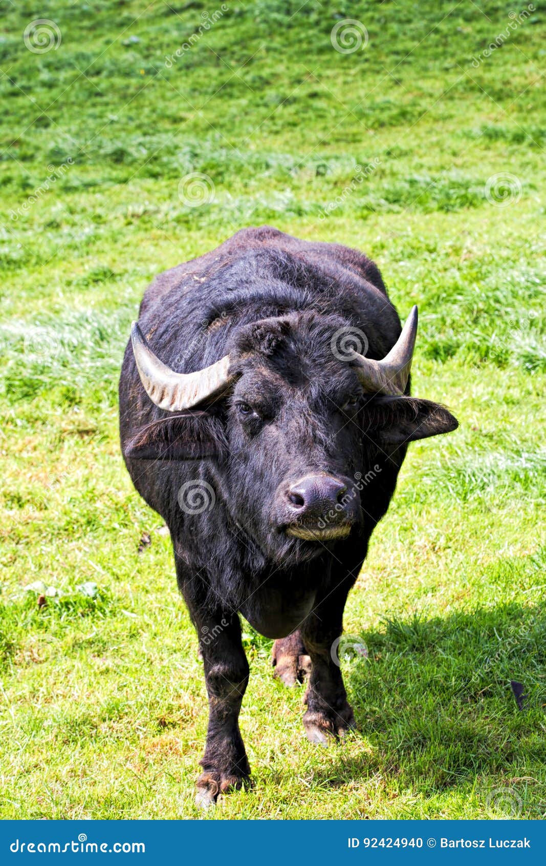 Buffalo animal on the farm stock photo. Image of agriculture - 92424940