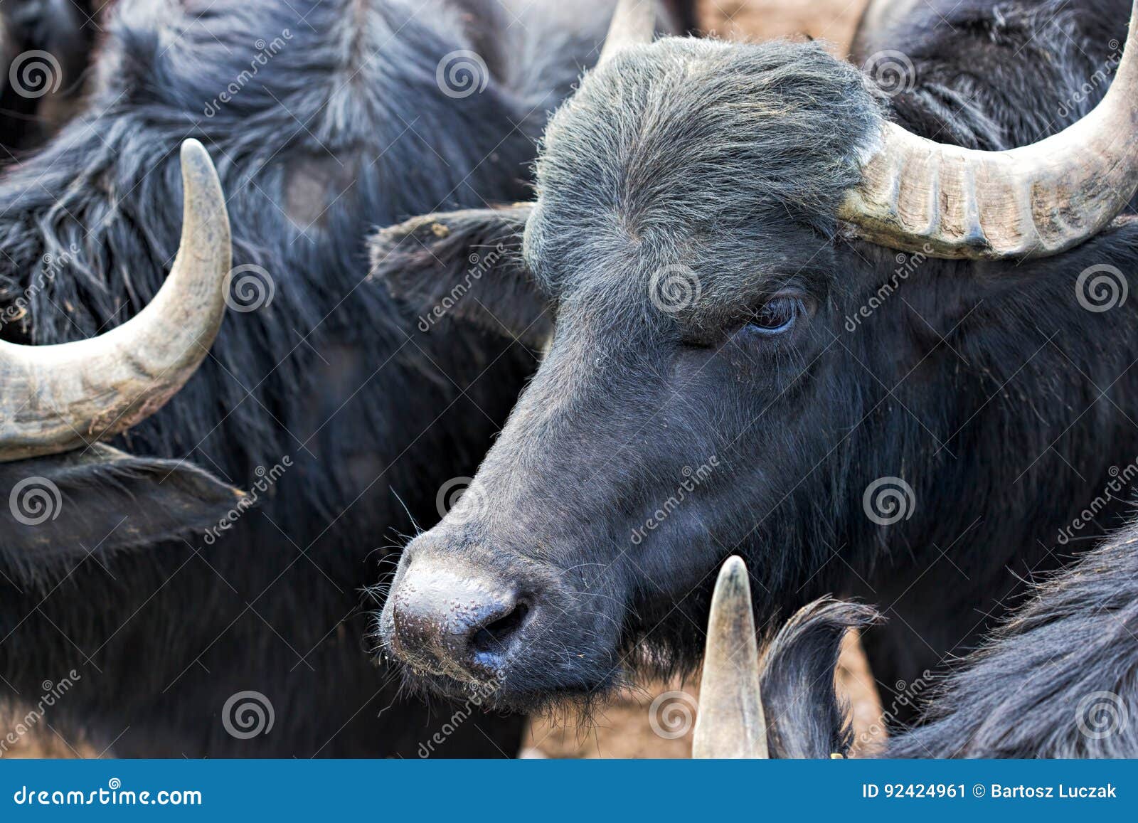 Buffalo animal on the farm stock image. Image of animal - 92424961